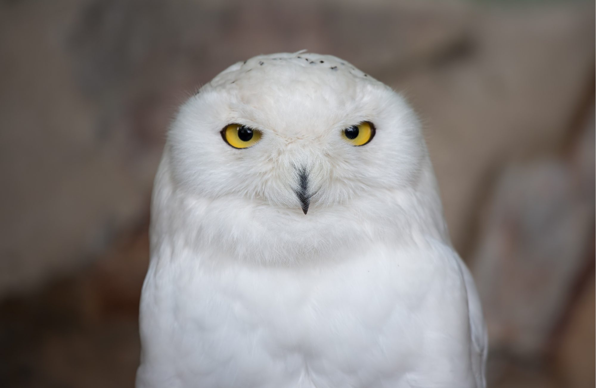 The Magical World of Witchcraft and Wizardry